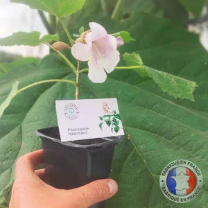 Paulownia Z07 im Topf 600ml аchats | Paulownia Energy Deutschland