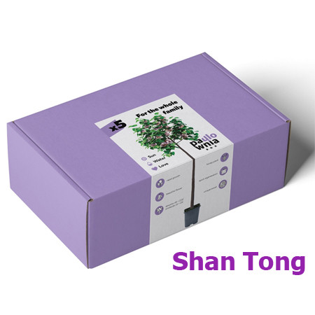 Paulownia Box Shan Tong. Skrzynka do uprawy paulownia kup | Paulownia ...