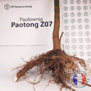 Paulownia Paotong Z07 XL trees seedlings for sale | Paulownia Energy