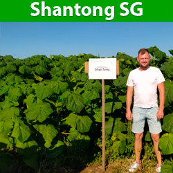 Paulownia Shan Tong. Buy paulownia seedlings | Paulownia.Energy