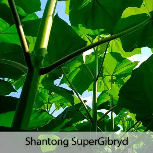 Kupić sadzonki Paulownia Shan Tong Cena | Dostawa gratis