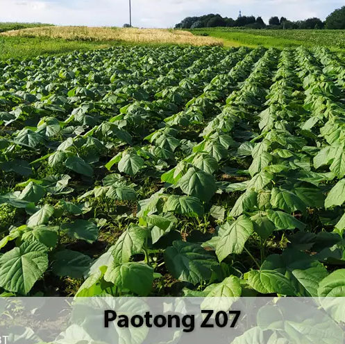 Paulownia Pao Tong Z07 | Paulownia Energy Polska