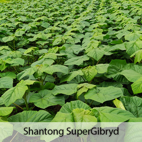 Paulownia Shan Tong en pote 600ml comprar | Paulownia Energía de España