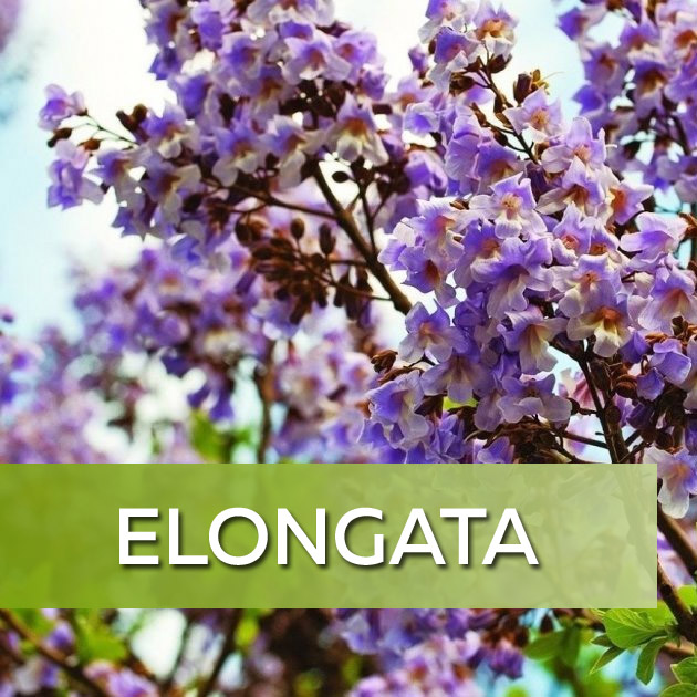 Catalogue de produits Paulownia Energy France