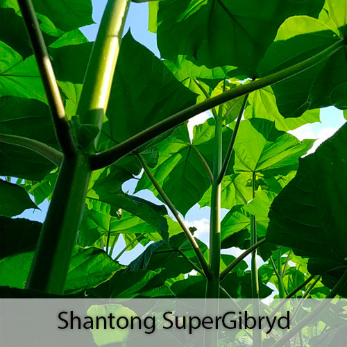 Paulownia Shan Tong XL roots buy | Paulownia Energy France